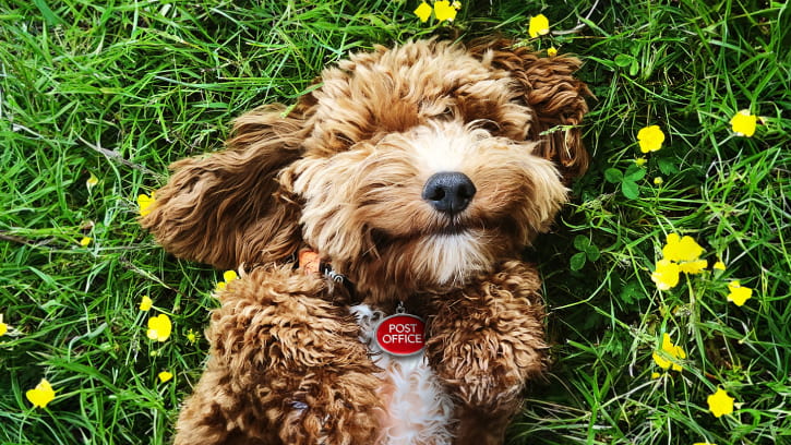 Post Office - Helping You Get Life's Important Things Done